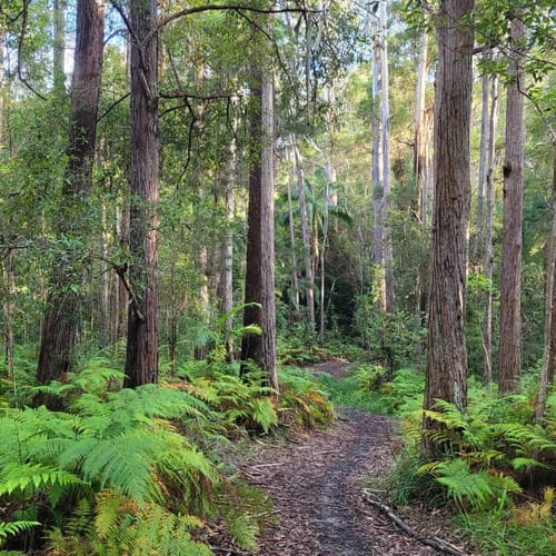 Best Hikes and Trails in Eumundi Conservation Park | AllTrails