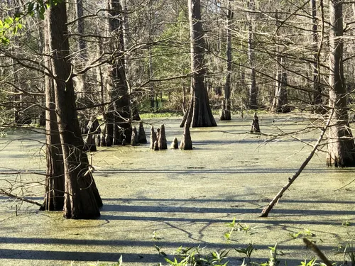 Best Hikes and Trails in Trinity River National Wildlife Refuge | AllTrails