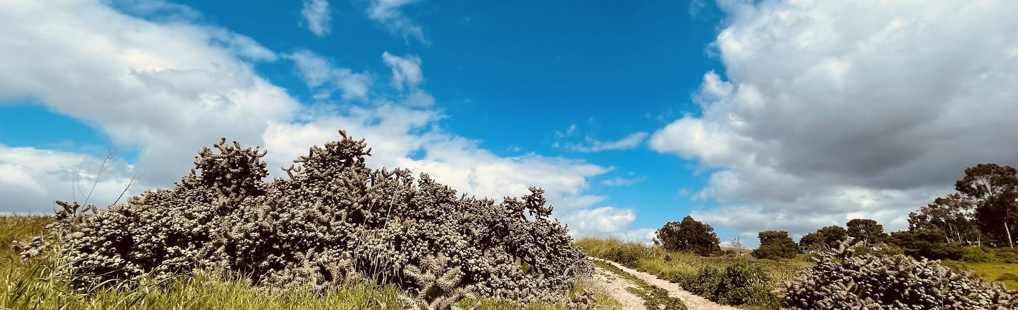 Summit Park Lake View Trail, California - 343 Reviews, Map | AllTrails