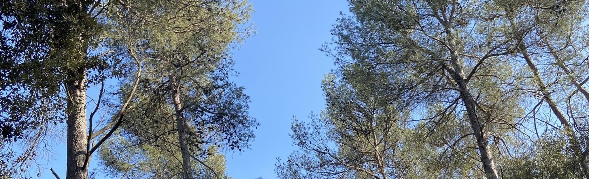 Turó de Torreferrera: 6 foto - Barcellona, Spagna | AllTrails