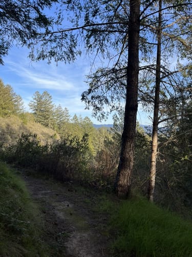 Best Hikes and Trails in San Mateo County Memorial Park | AllTrails