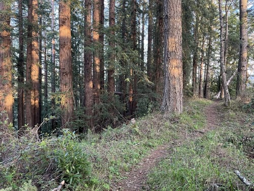 Best Hikes and Trails in San Mateo County Memorial Park | AllTrails