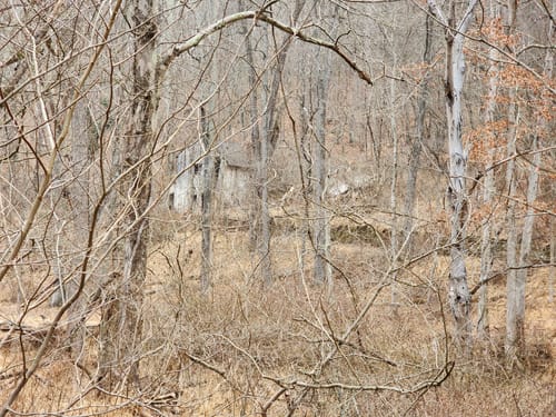 Best Hikes and Trails in BeeTree Preserve | AllTrails