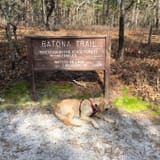 Batona Trail, New Jersey - 358 Reviews, Map | AllTrails