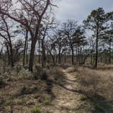 Lost Pines Trail, Texas - 625 Reviews, Map | AllTrails