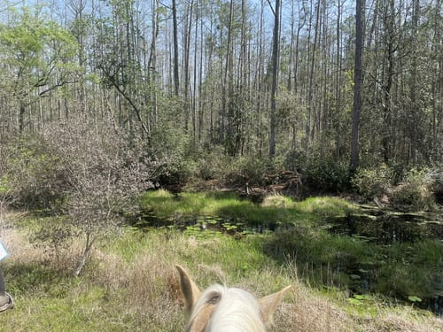 2023 Best Horseback Riding Trails in Goethe State Forest | AllTrails