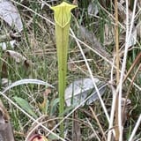 Pitcher Plant Trail, Texas - 239 Reviews, Map | AllTrails