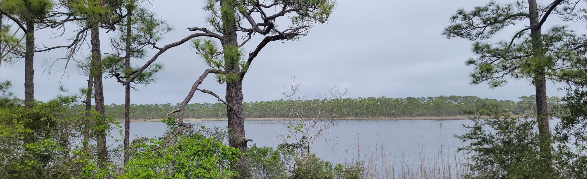 Gator Lake Trail, Alabama - 83 Reviews, Map | AllTrails