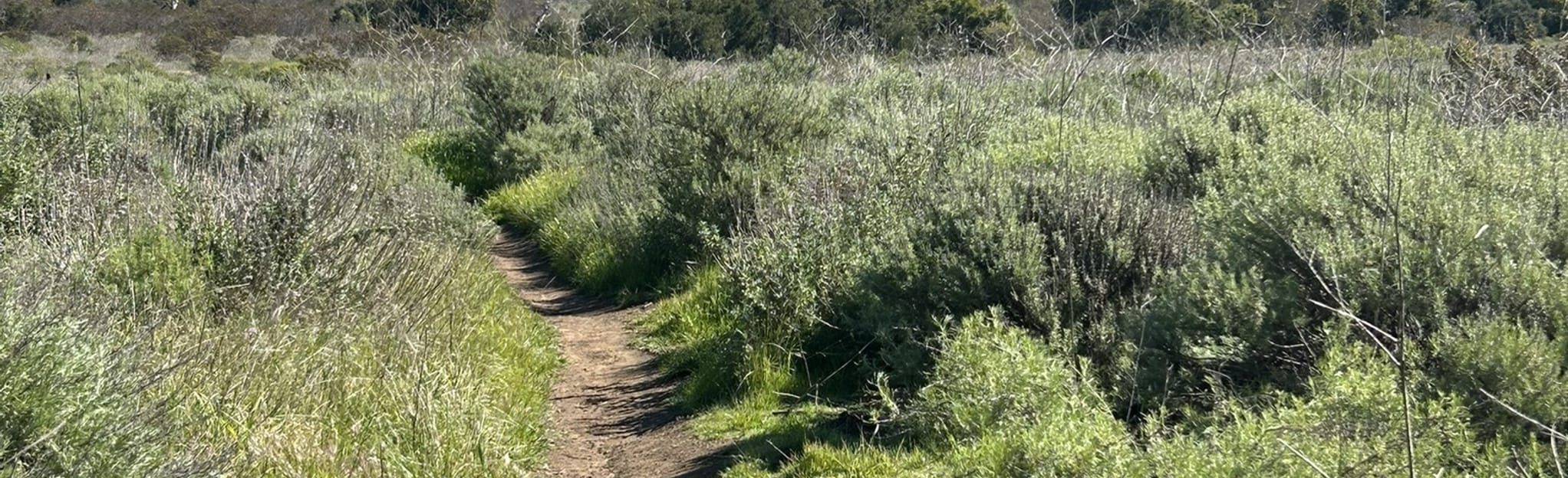 La Jolla Valley via Chumash Trail: 1.545 fotos - Califórnia | AllTrails