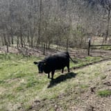 Chessie Nature Trail, Virginia - 338 Reviews, Map | AllTrails