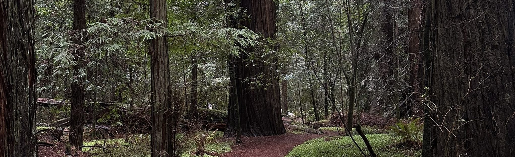 Drury-Chaney Trail, California - 714 Reviews, Map | AllTrails