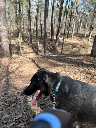 Best Hikes and Trails in Arlie Moore Recreation Area | AllTrails