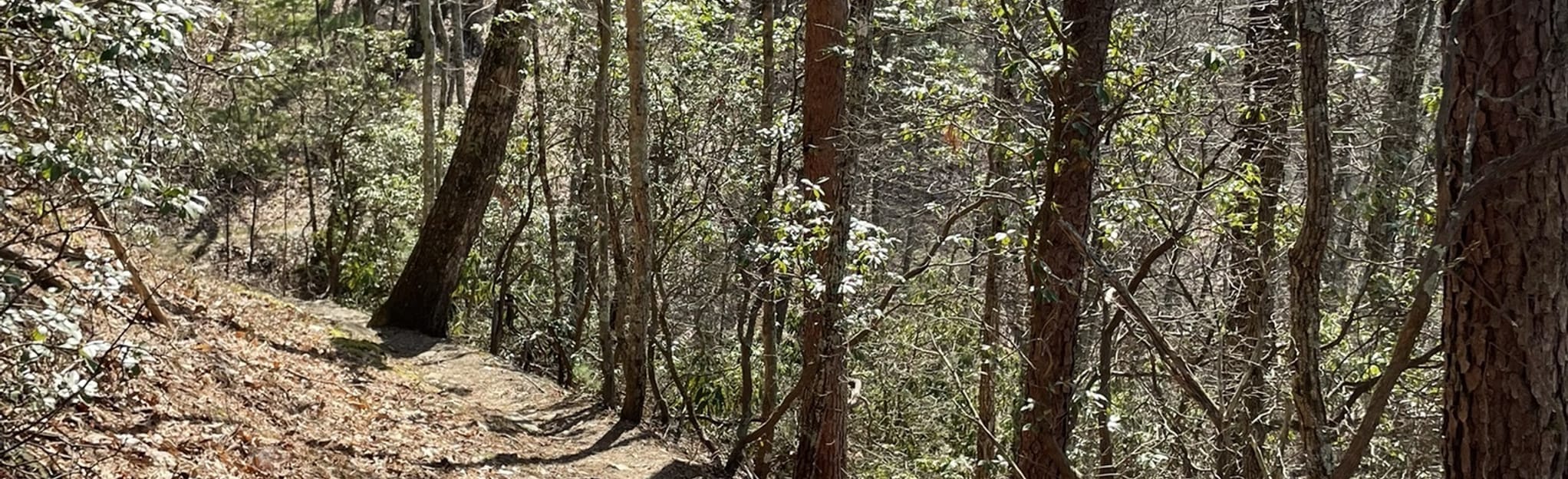 Lumber Ridge Trail: 183 Reviews, Map - Tennessee | AllTrails