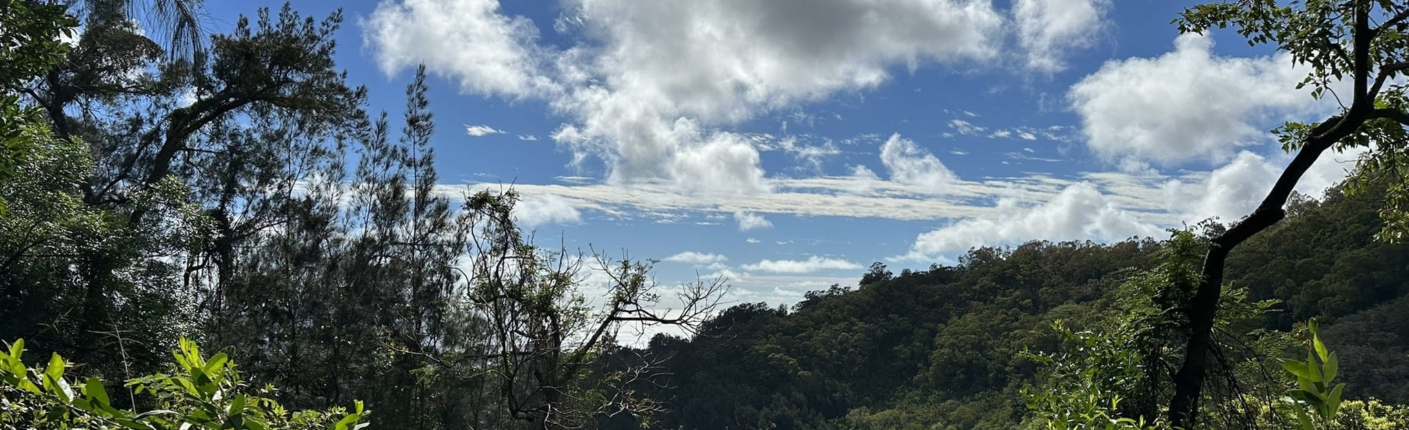 Makiki Valley Trail: 1.371 foto's - Oahu, Hawaii | Wandelen - AllTrails