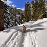 Cooper River Trail, Washington - 367 Reviews, Map | AllTrails