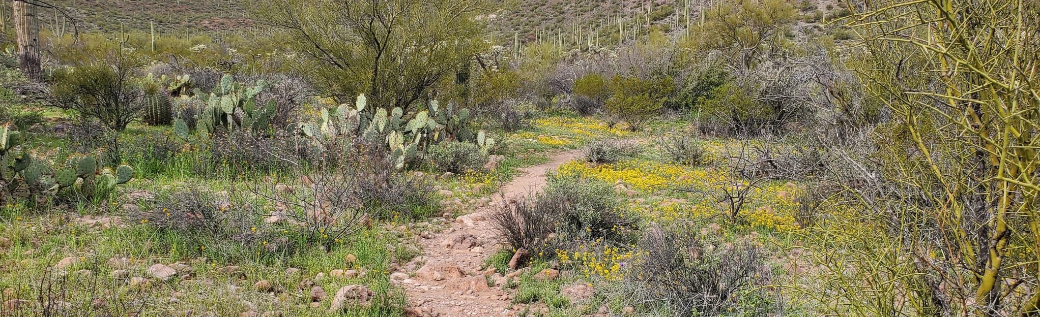 Packrat and Passey Loop Trail, Arizona - 439 Reviews, Map | AllTrails