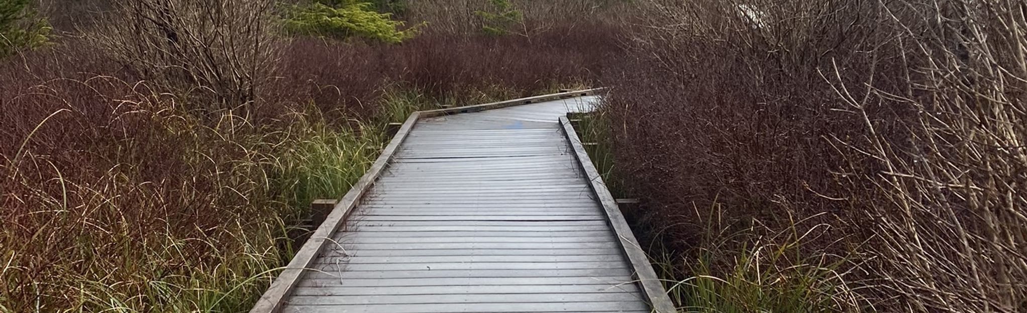 Devils Lake Boardwalk Trail: 29 Reviews, Map - Oregon | AllTrails