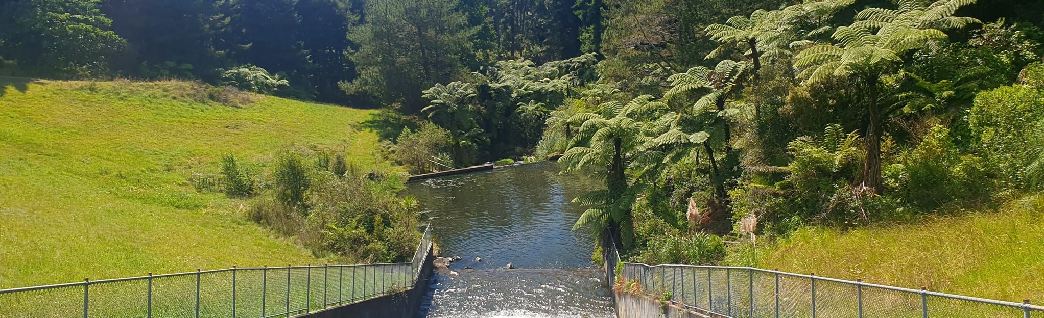 Native, Miro, Phills Gold, and Gloworm MTB Loop, Waikato, New Zealand ...