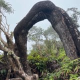 Manana Ridge Trail to Ko'olau Summit, Oahu, Hawaii - 172 Reviews, Map ...