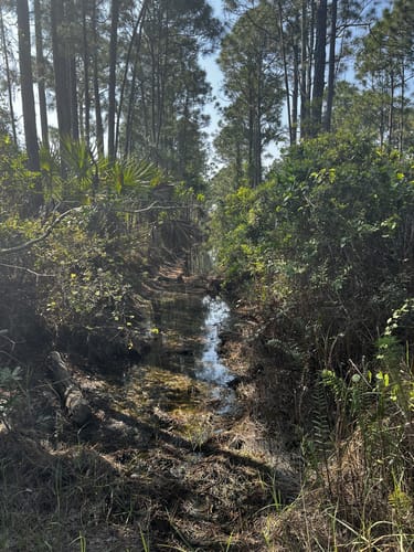 Best Hikes and Trails in Indrio Savannahs Preserve | AllTrails
