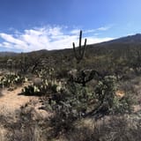 Cactus Forest Loop Drive, Arizona - 462 Reviews, Map | AllTrails
