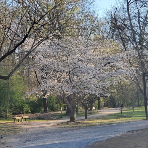 Best Hikes and Trails in East Cobb Park | AllTrails
