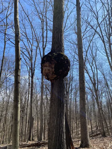 Best Hikes and Trails in Blue Rock State Park | AllTrails