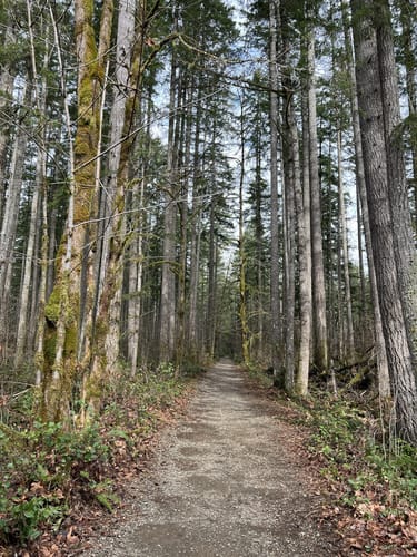 Best Hikes and Trails in Wildwood Interpretive Forest | AllTrails