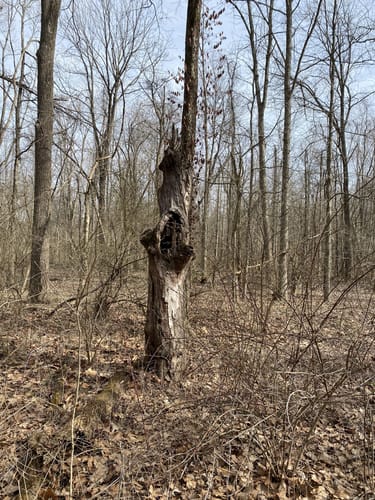Best Hikes and Trails in Turkey Foot Nature Park | AllTrails