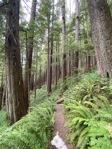 Best Hikes and Trails in Colonel Bob Wilderness | AllTrails