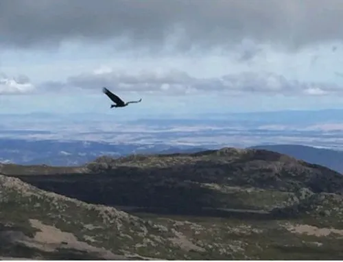 Best Hikes and Trails in Mount Barrow State Reserve | AllTrails