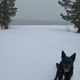 Tahoe Keyes Loop, California - 338 Reviews, Map | AllTrails