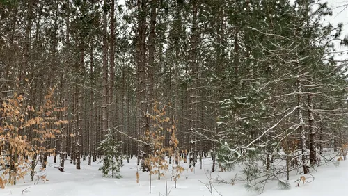 Best Hikes and Trails in Offield Family Working Forest Reserve | AllTrails