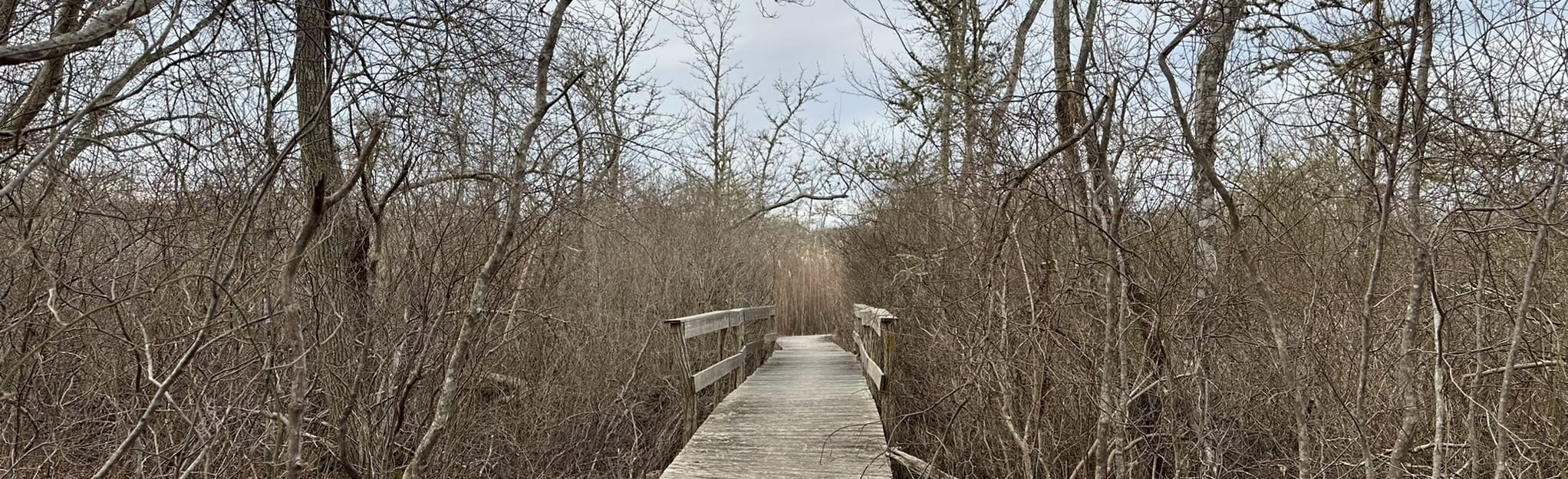 Sagg Swamp Preserve Trail: 43 Reviews, Map - New York | AllTrails Sagg Swamp Preserve Trail: 43 Reviews, Map - New York | AllTrails