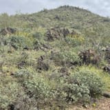 Cactus Forest Loop Drive, Arizona - 462 Reviews, Map | AllTrails