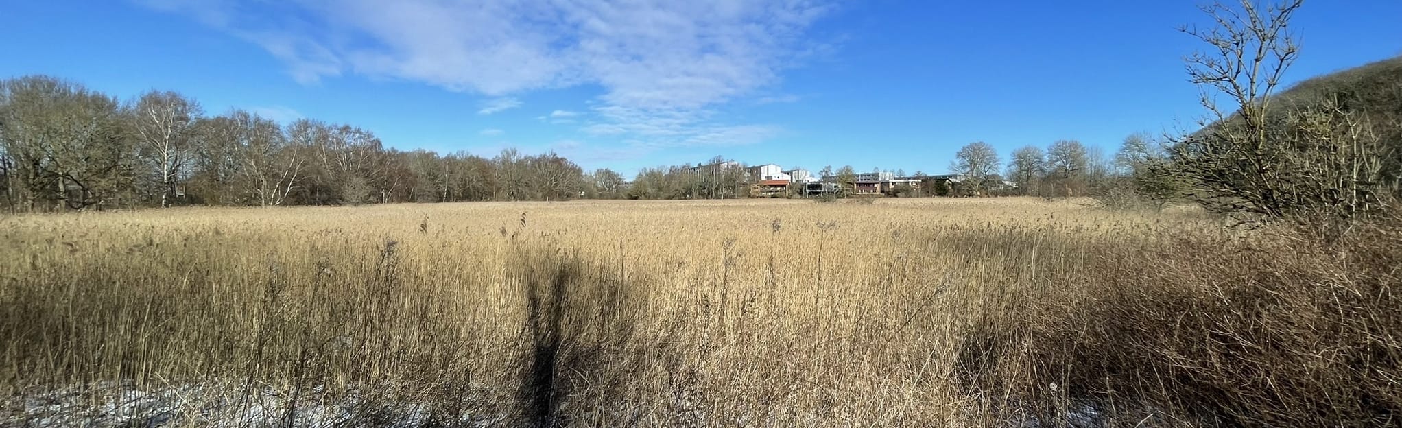 Åløkkeskoven and Næsbyhoved Forest, Region of Southern Denmark, Denmark ...