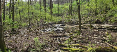 Best Hikes and Trails in Chapman Mountain Nature Preserve | AllTrails