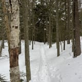 Manning Trail, New Hampshire - 172 Reviews, Map | AllTrails