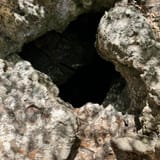 Dames Cave, Florida - 522 Reviews, Map | AllTrails