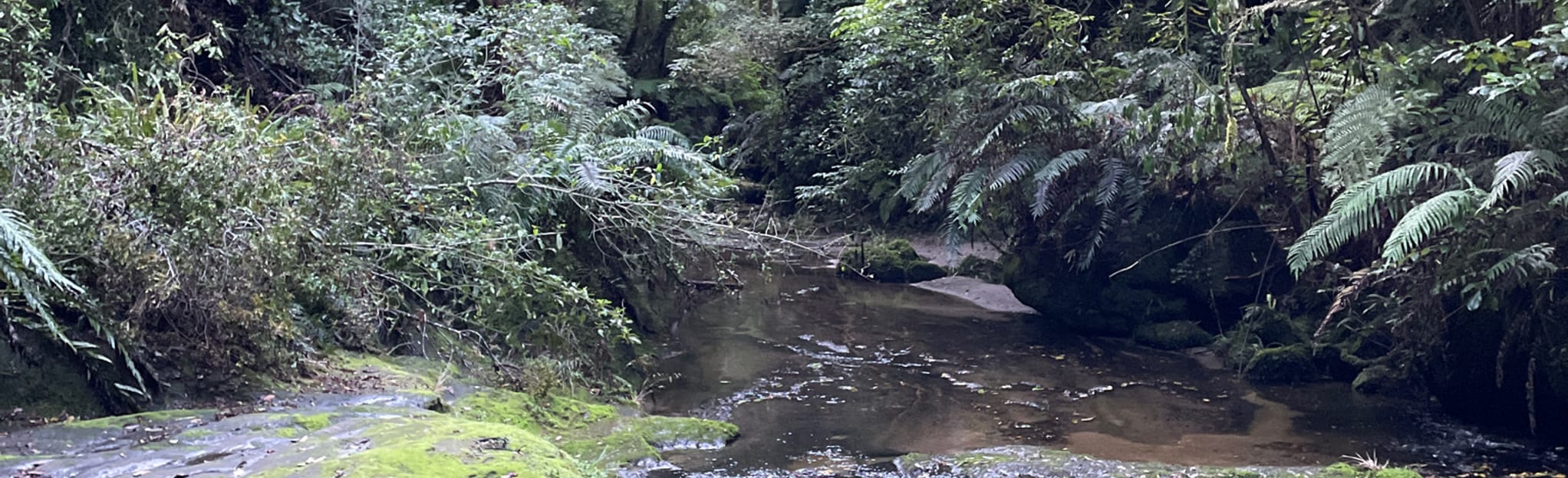 Kaharoa Kōkako Track, Bay of Plenty, New Zealand - 6 Reviews, Map ...