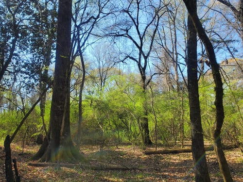 Best Hikes and Trails in Tuskegee National Forest | AllTrails