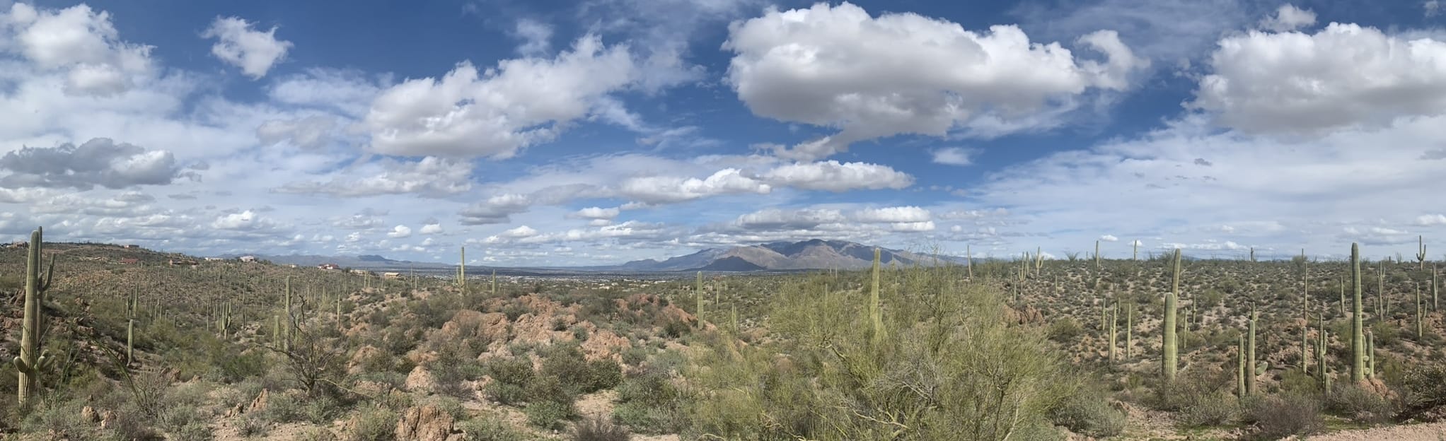 Wildflower Ridge Loop Trail: 253 Reviews, Map - Arizona | AllTrails