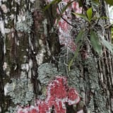 Joyce WMA Swamp Walk Nature Trail, Louisiana - 57 Reviews, Map | AllTrails