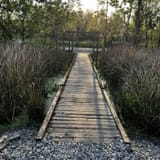 Joyce WMA Swamp Walk Nature Trail, Louisiana - 57 Reviews, Map | AllTrails