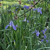 Joyce WMA Swamp Walk Nature Trail, Louisiana - 57 Reviews, Map | AllTrails