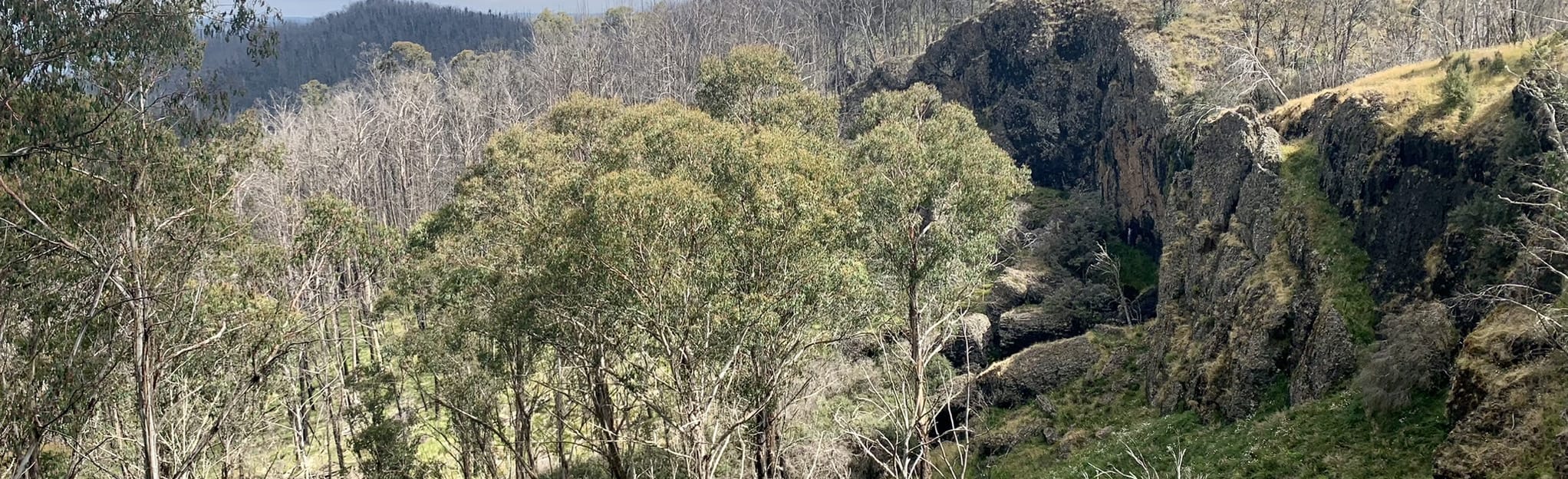 Carmichael Falls Trail: 73 Reviews, Map - Victoria, Australia | AllTrails