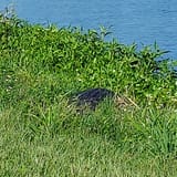 Fort Fraser Connector Trail to Circle B Bar Preserve [CLOSED], Florida ...