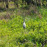Fort Fraser Connector Trail to Circle B Bar Preserve [CLOSED], Florida ...