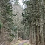 Chopwell Woods and River Derwent Circular, Tyne and Wear, England - 313 ...