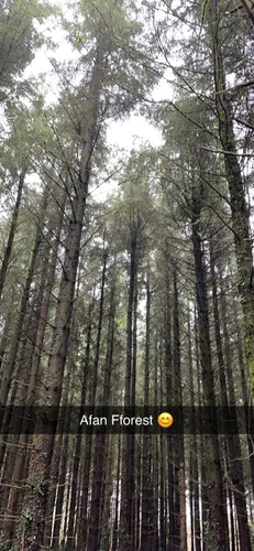 Best Hikes and Trails in Penllergaer Forest | AllTrails